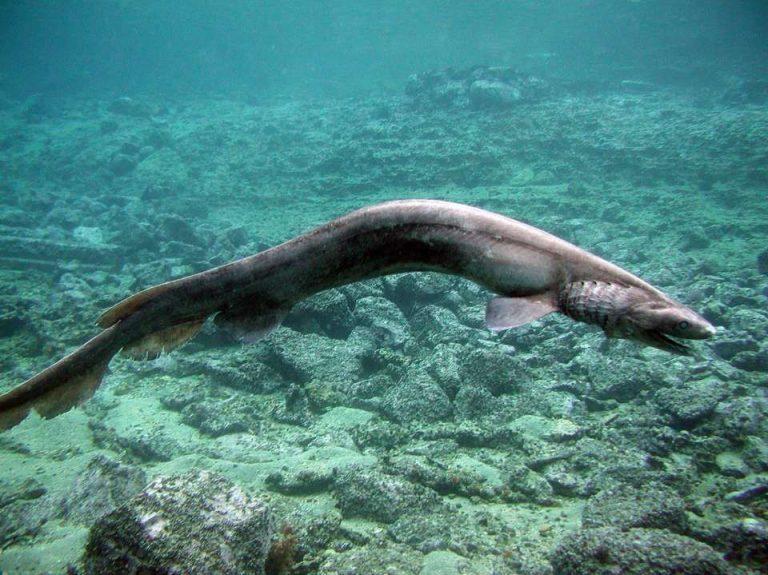 Frilled Shark – Facts, Size, Lifespan, Diet, Pictures, and More