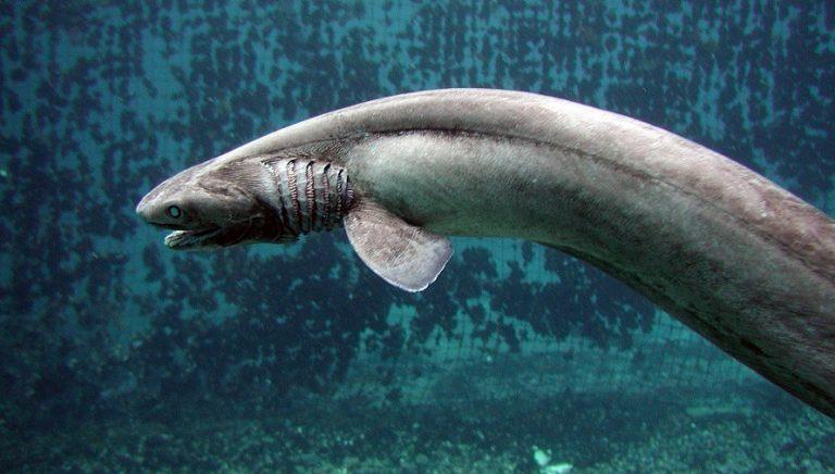 Frilled Shark – Facts, Size, Lifespan, Diet, Pictures, and More