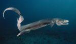 Frilled Shark – Facts, Size, Lifespan, Diet, Pictures, and More