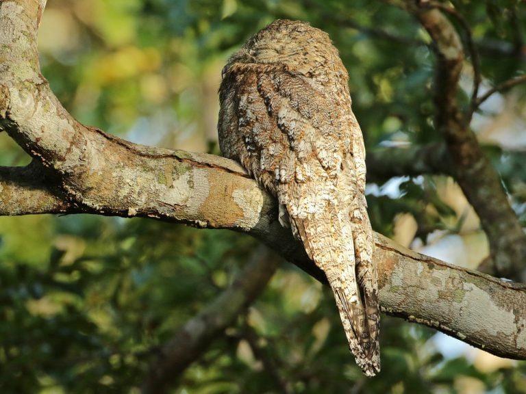 Great Potoo – Facts, Size, Call, Diet, Pictures, and More