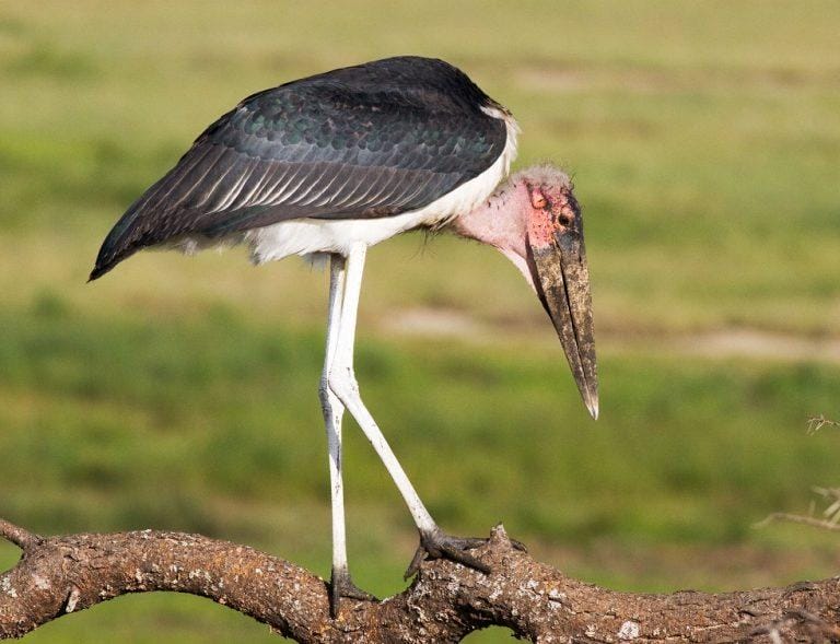 Marabou Stork – Facts, Size, Diet, Pictures, and More