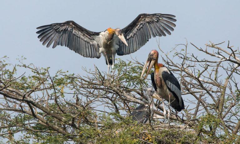 Marabou Stork – Facts, Size, Diet, Pictures, and More