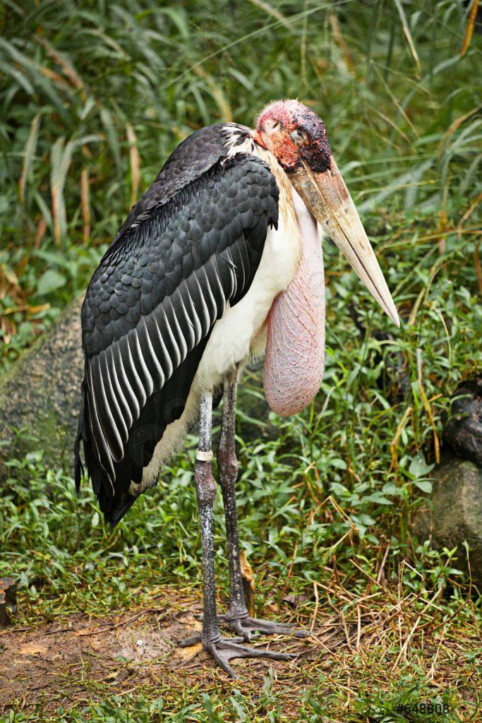 Marabou Stork – Facts, Size, Diet, Pictures, and More