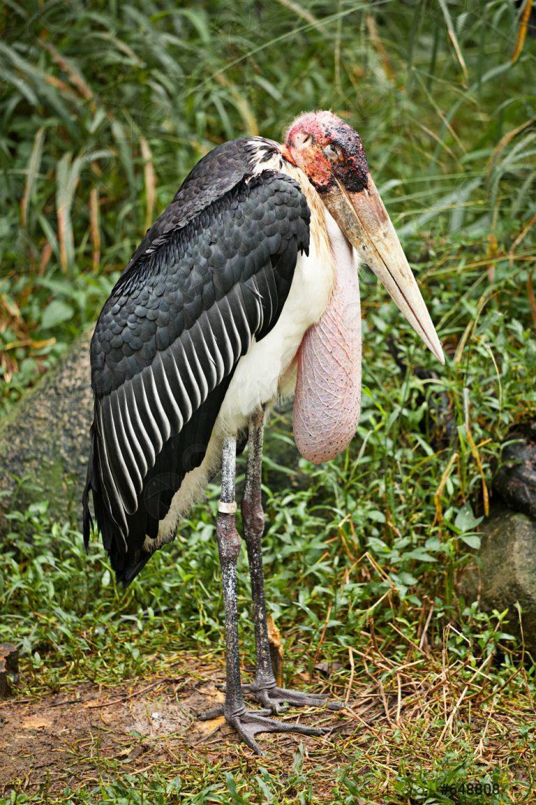 Marabou Stork – Facts, Size, Diet, Pictures, and More