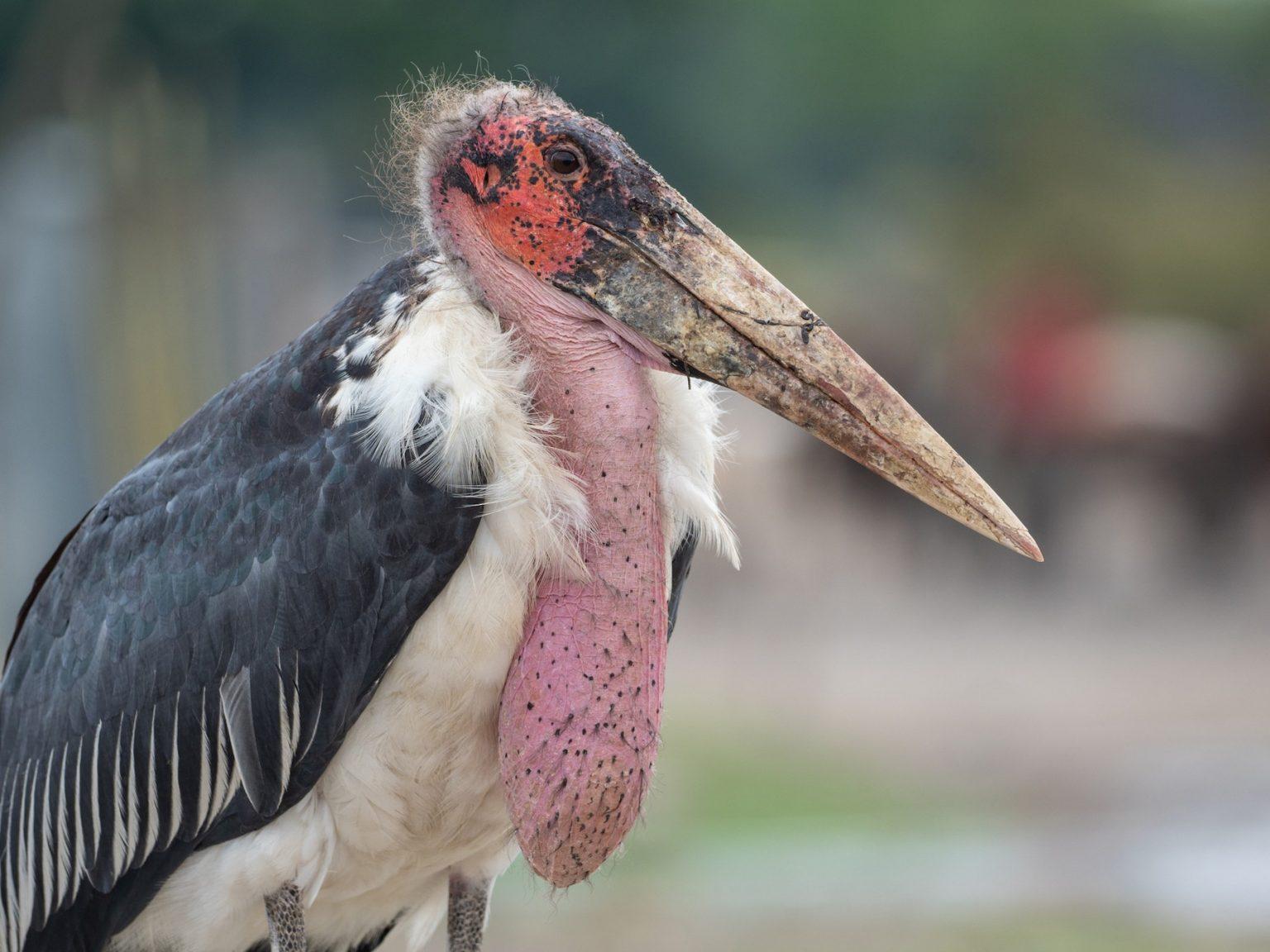 Marabou Stork – Facts, Size, Diet, Pictures, and More