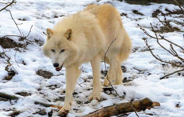 Arctic Wolf – Facts, Size, Diet, Pictures, and More