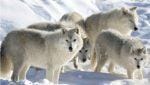 Arctic Wolf – Facts, Size, Diet, Pictures, and More