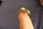 Green Anole – Facts, Size, Diet, Pictures, and More
