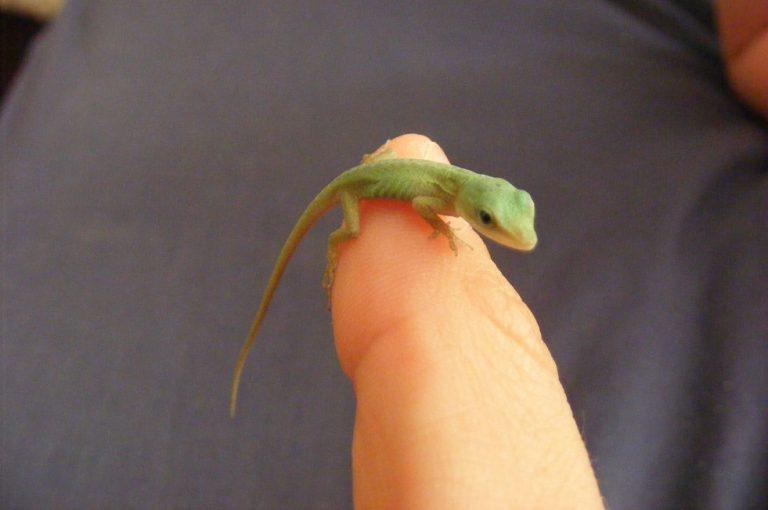 Green Anole – Facts, Size, Diet, Pictures, and More