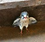 Hawk Facts, Types, Reproduction, Diet, Classification, Pictures