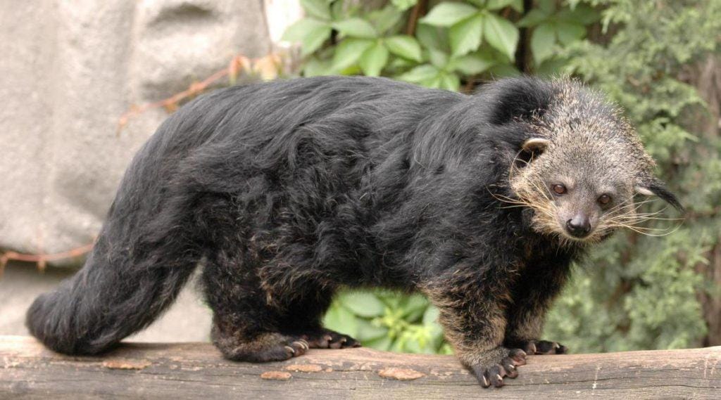 Binturong – Facts, Size, Diet, Pictures, and More