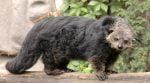 Binturong – Facts, Size, Diet, Pictures, and More