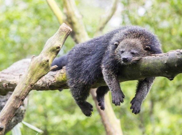 Binturong – Facts, Size, Diet, Pictures, and More