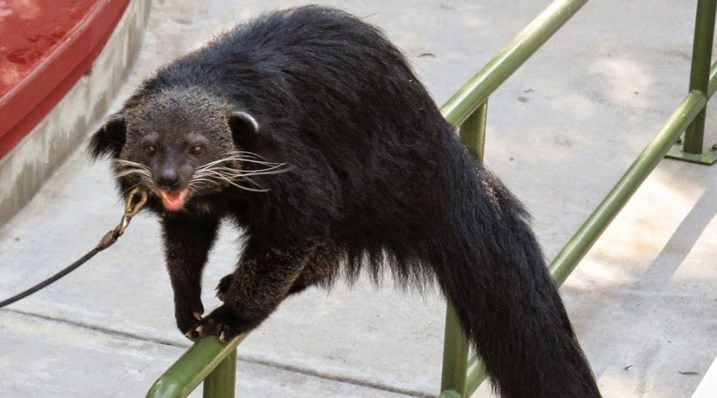 Binturong – Facts, Size, Diet, Pictures, and More