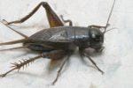 Cricket Facts, Types, Lifespan, Sounds, Pictures, and More