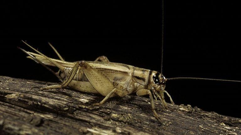 Cricket Facts, Types, Lifespan, Sounds, Pictures, and More