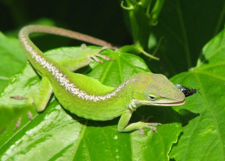 Green Anole – Facts, Size, Diet, Pictures, and More