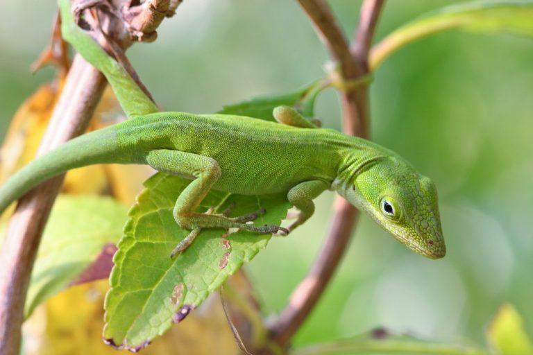 Green Anole – Facts, Size, Diet, Pictures, and More