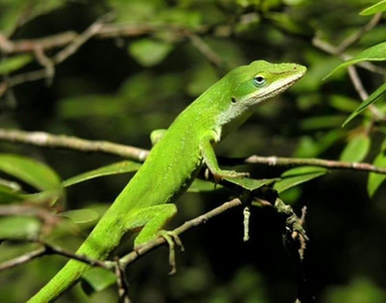 Green Anole – Facts, Size, Diet, Pictures, and More
