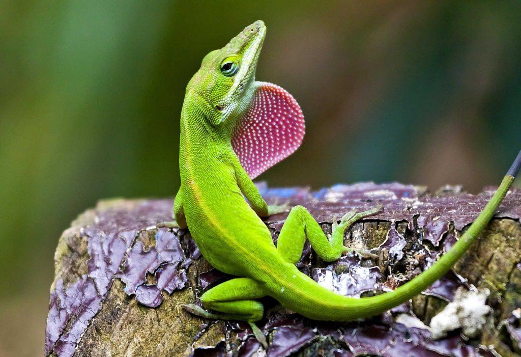 Green Anole – Facts, Size, Diet, Pictures, and More