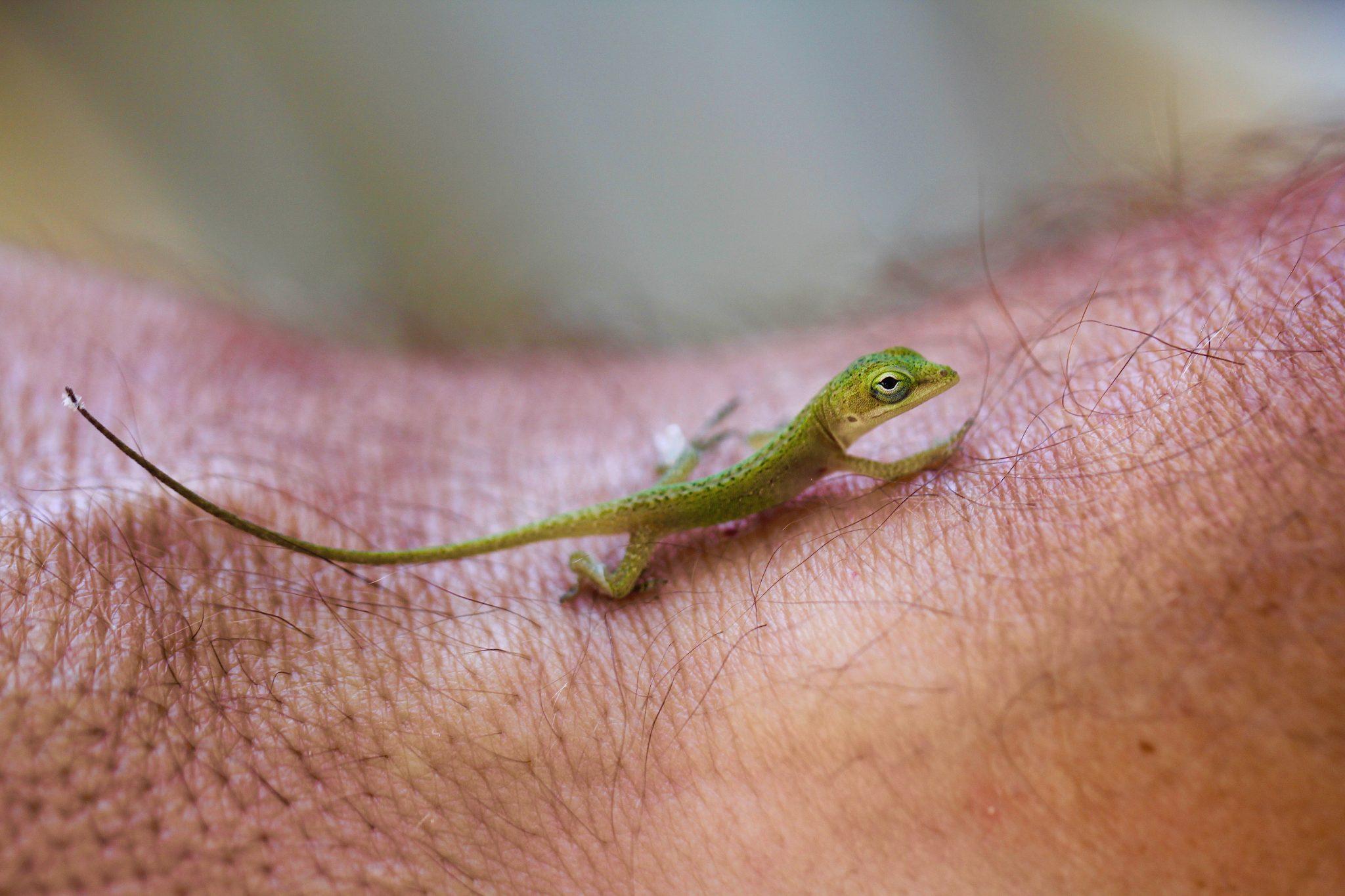 Green Anole – Facts, Size, Diet, Pictures, and More