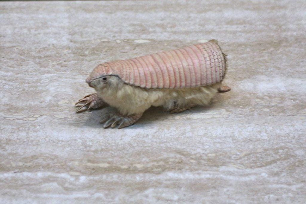 Pink Fairy Armadillo – Facts, Size, Diet, Pictures, and More