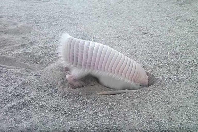 Pink Fairy Armadillo – Facts, Size, Diet, Pictures, and More
