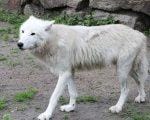 Arctic Wolf – Facts, Size, Diet, Pictures, and More