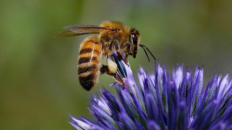 Bee Facts, Types, Diet, Reproduction, Classification, Pictures