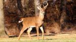 Deer Facts, Types, Diet, Reproduction, Classification, Pictures