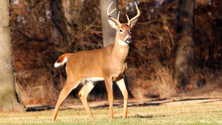 Deer Facts, Types, Diet, Reproduction, Classification, Pictures