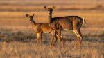 Deer Facts, Types, Diet, Reproduction, Classification, Pictures