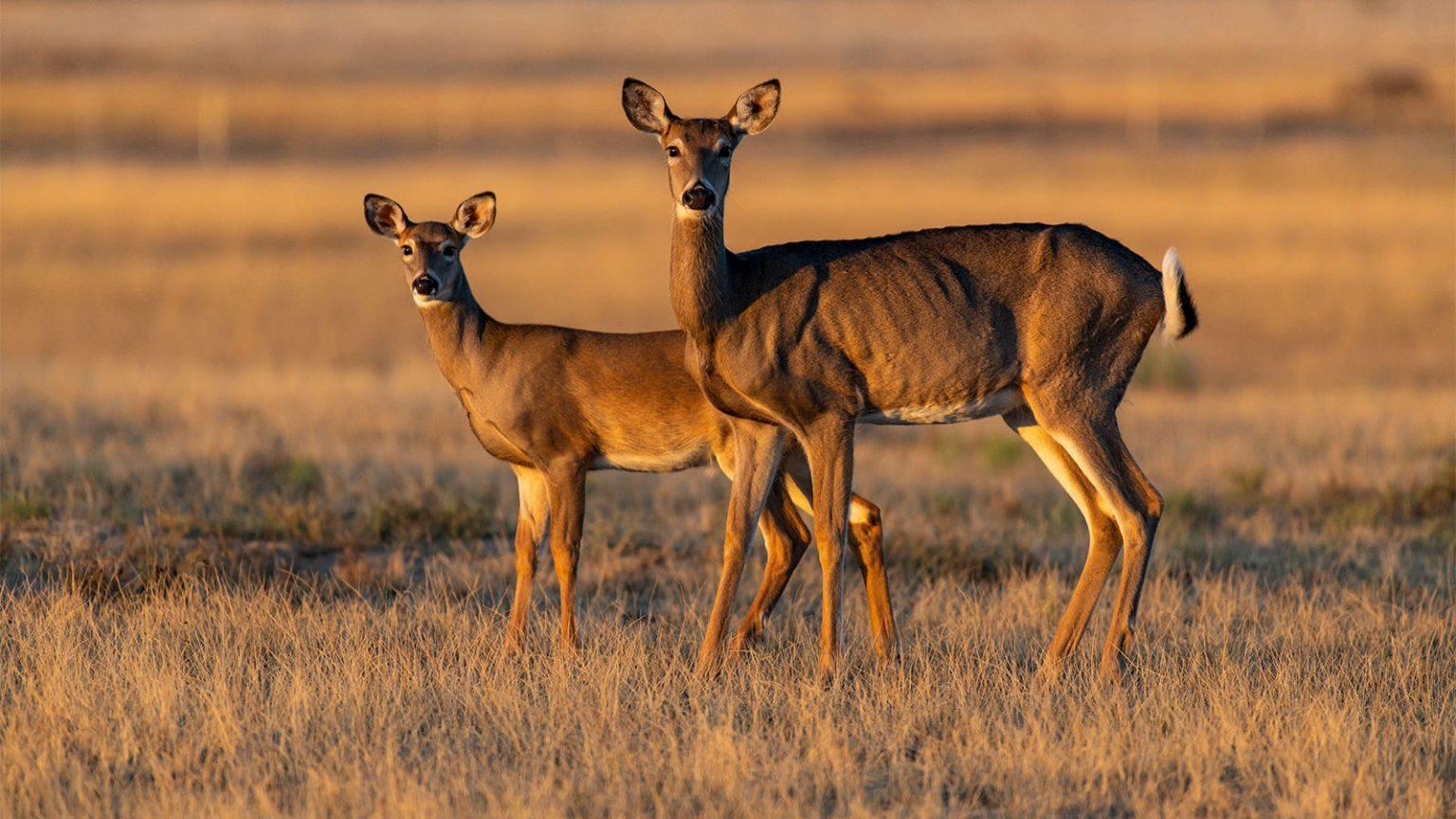 Deer Facts, Types, Diet, Reproduction, Classification, Pictures