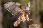 Hawk Facts, Types, Reproduction, Diet, Classification, Pictures