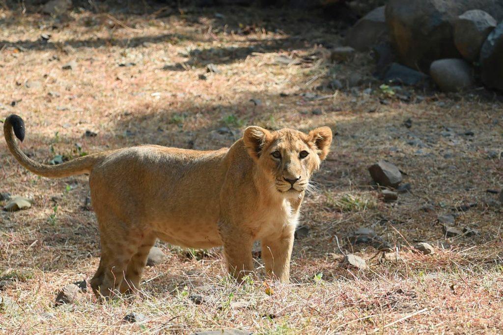 Lion Facts, Types, Diet, Reproduction, Classification, Pictures