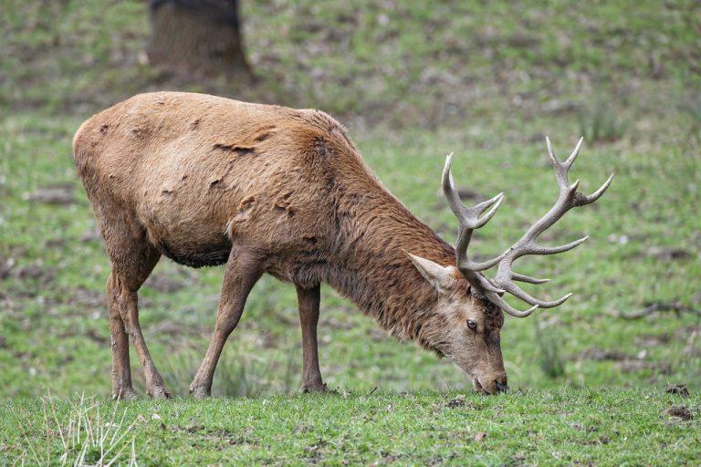 Deer Facts, Types, Diet, Reproduction, Classification, Pictures