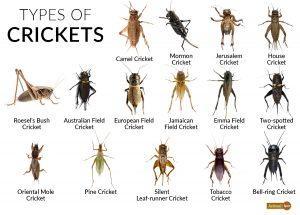 Cricket Facts, Types, Lifespan, Sounds, Pictures, and More