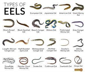 Eel Facts, Types, Reproduction, Life Cycle, Classification, Pictures