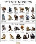 Monkey Facts, Types, Lifespan, Classification, Habitat, Pictures
