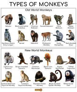 Monkey Facts, Types, Lifespan, Classification, Habitat, Pictures