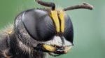 Wasp Facts, Types, Diet, Reproduction, Classification, Pictures