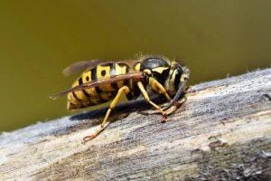 Wasp Facts, Types, Diet, Reproduction, Classification, Pictures