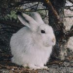 Arctic Hare – Facts, Size, Diet, Pictures, and More