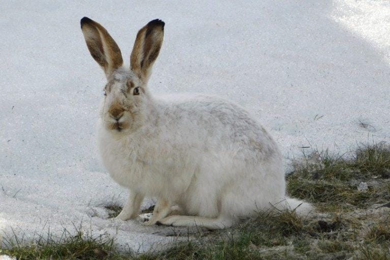 Arctic Hare – Facts, Size, Diet, Pictures, and More