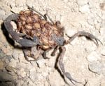 Scorpion Facts, Types, Diet, Reproduction, Classification, Pictures