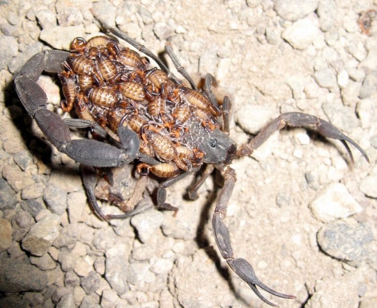 Scorpion Facts, Types, Diet, Reproduction, Classification, Pictures