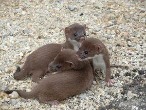 Weasel Facts, Types, Diet, Reproduction, Classification, Pictures