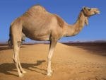 Camel Facts, Types, Diet, Reproduction, Life Cycle, Pictures