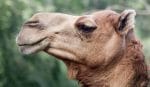 Camel Facts, Types, Diet, Reproduction, Life Cycle, Pictures