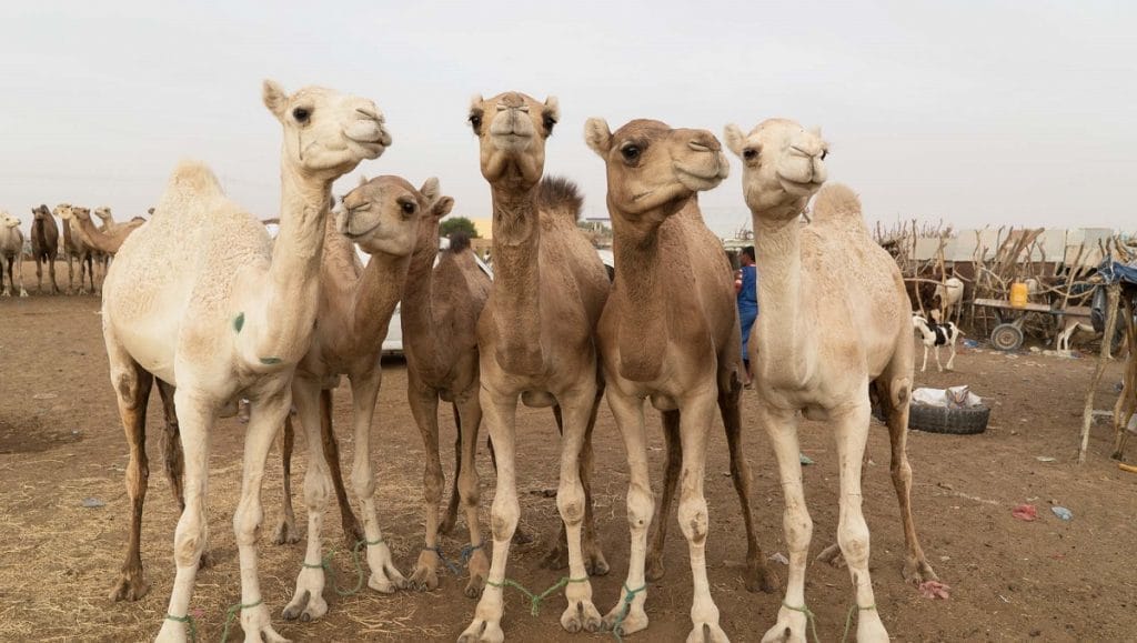 Camel Facts, Types, Diet, Reproduction, Life Cycle, Pictures